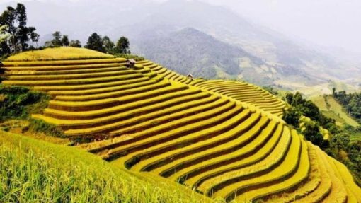 Hoang Su Phi District: The Breathtaking Rice Terraces of Vietnam