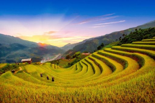 Sapa Rice Fields: A Complete Guide to the Iconic Terraces of Vietnam