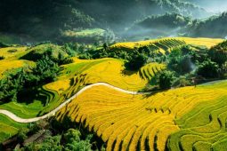 Sapa Rice Fields: A Complete Guide to the Iconic Terraces of Vietnam