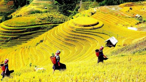 Tu Le Valley, Yen Bai: A Hidden Gem of Vietnam’s Northwest